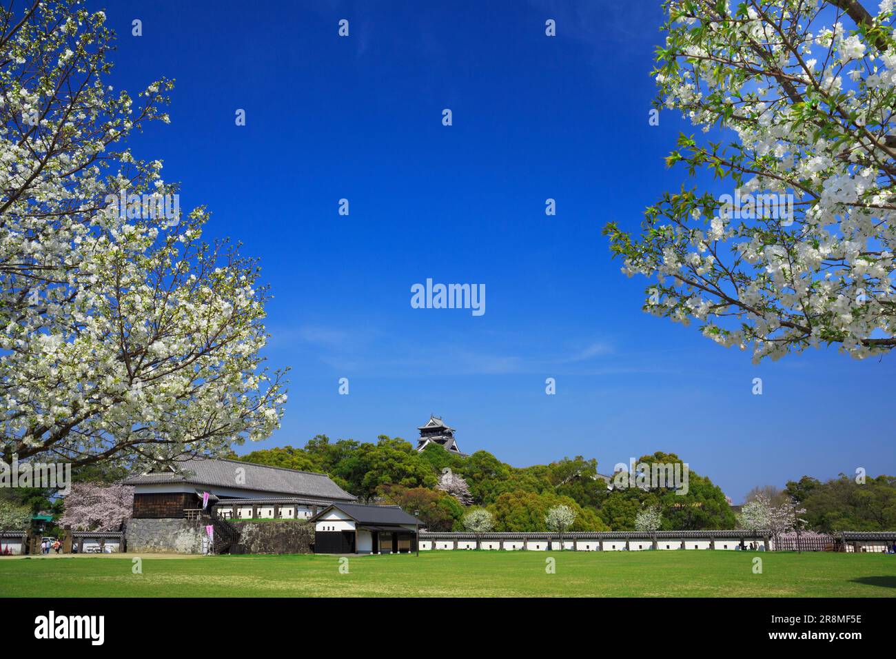 Kumamoto Castle and cherry blossoms Stock Photo - Alamy