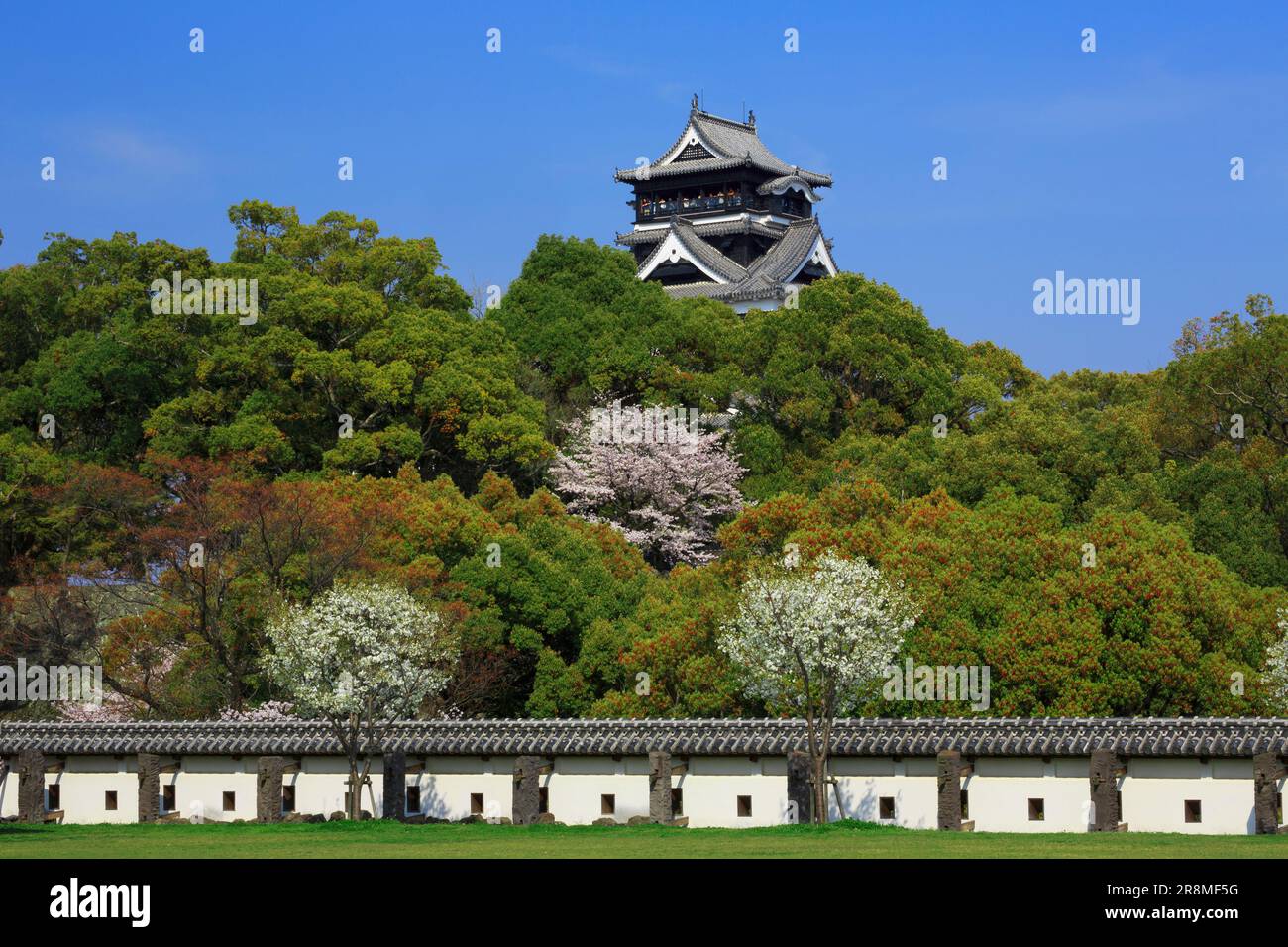 Cherry blossom japan kumamoto castle hi-res stock photography and ...