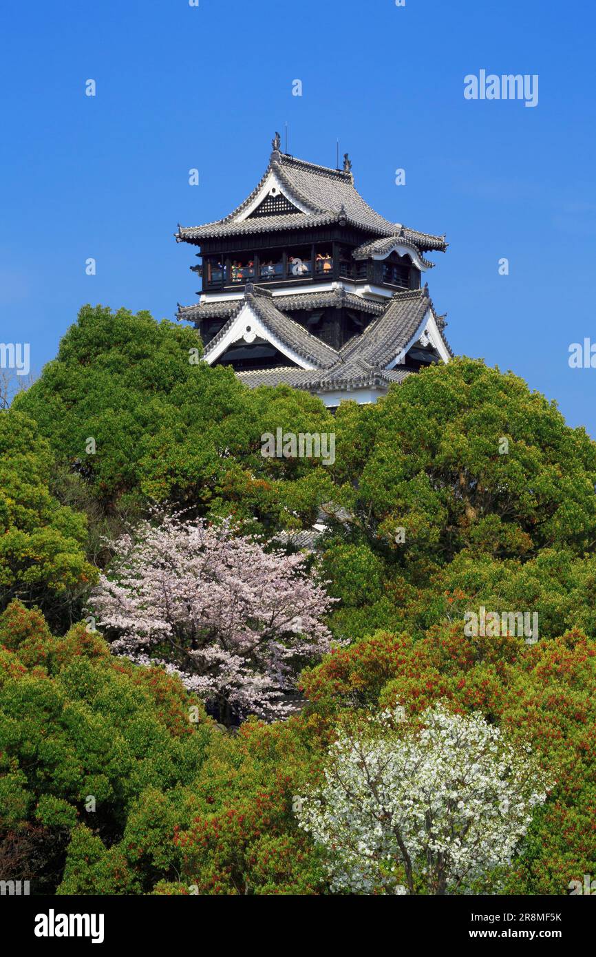 Kumamoto Castle and cherry blossoms Stock Photo - Alamy