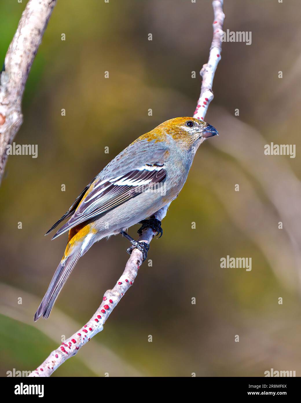Pine Grosbeak female perched on a branch with a blur forest background ...