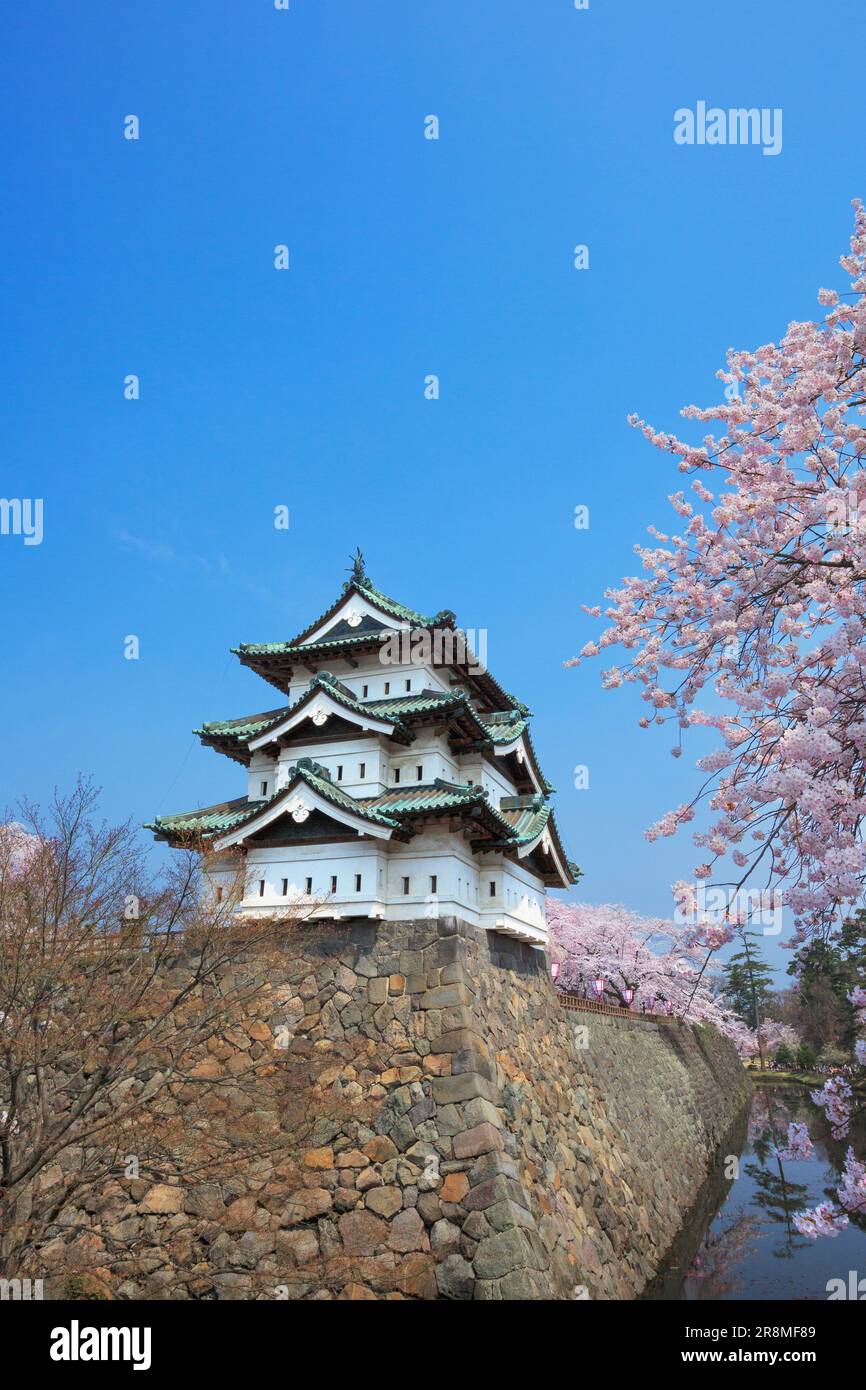 Hirosakijo castle and cherry trees Stock Photo - Alamy