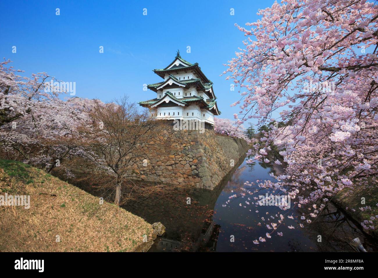 Hirosakijo castle and cherry trees Stock Photo - Alamy
