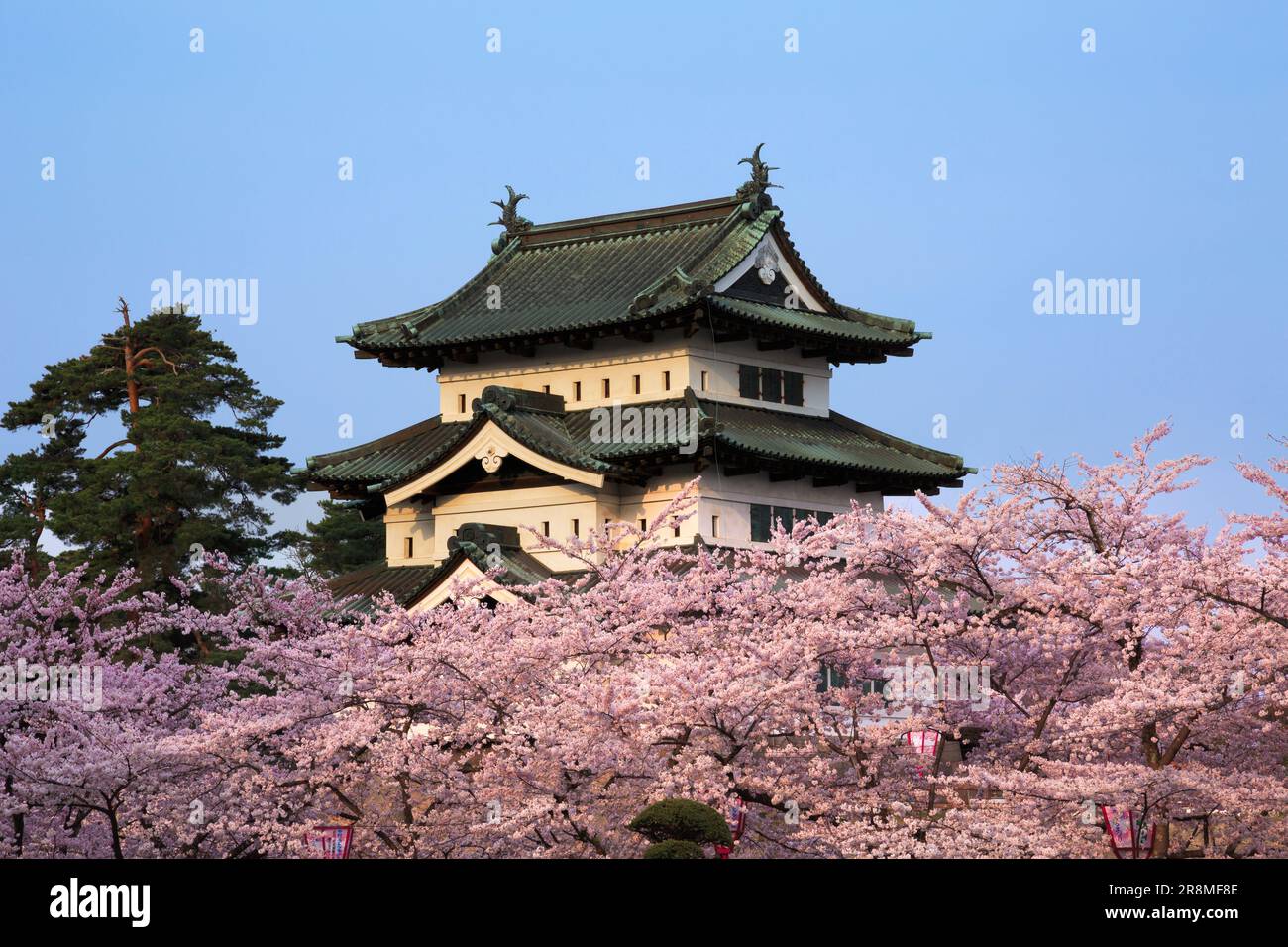Hirosakijo castle and morning cherry trees Stock Photo - Alamy