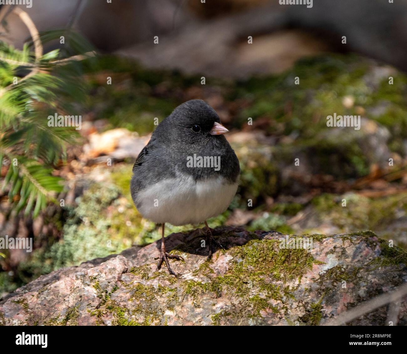 Junco bird standing on moss displaying grey feather plumage, head, eye ...