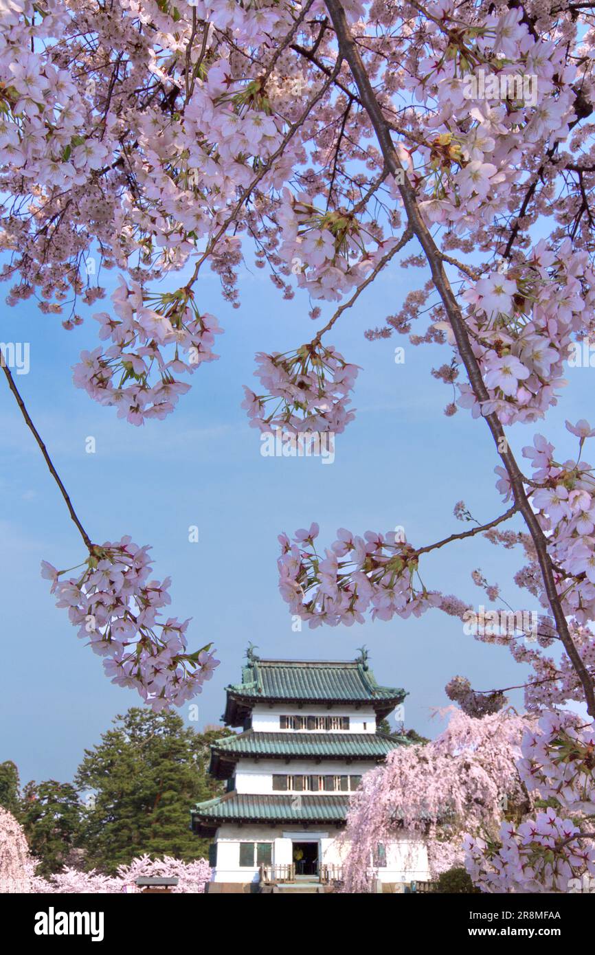 Hirosakijo castle and cherry trees Stock Photo - Alamy