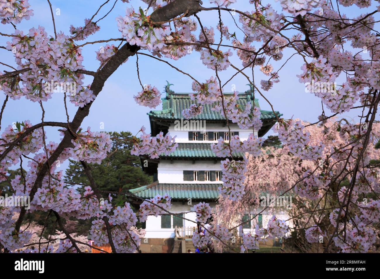 Hirosakijo castle and cherry trees Stock Photo - Alamy