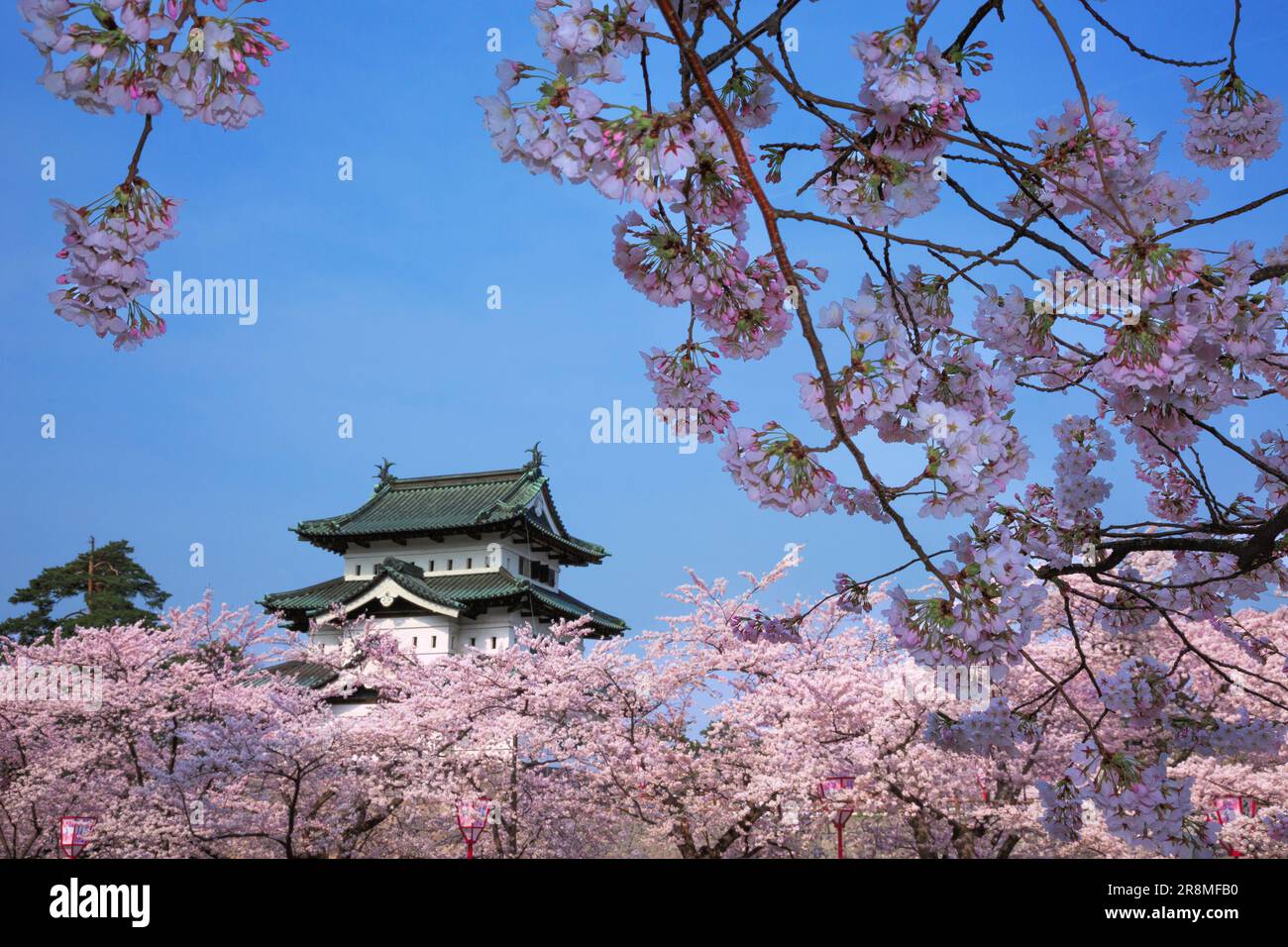 Hirosakijo castle and cherry trees Stock Photo - Alamy
