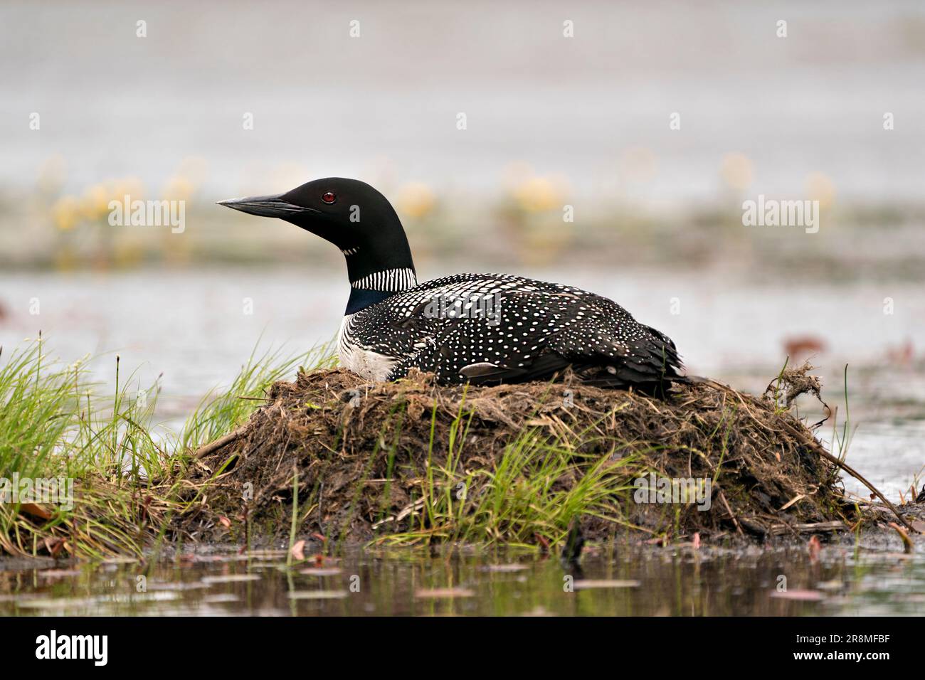 Great northern diverloon hi-res stock photography and images - Alamy
