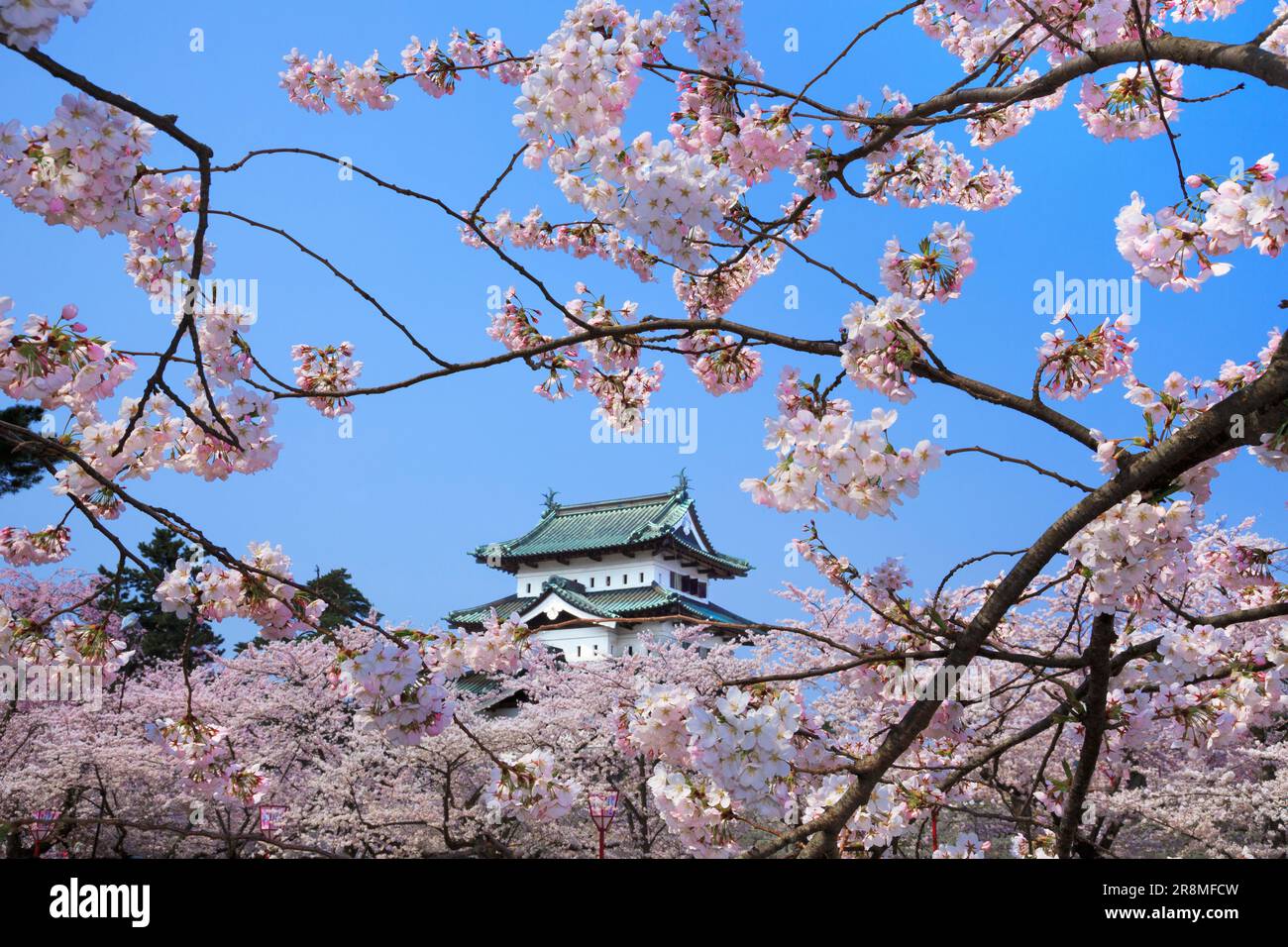 Hirosakijo castle and cherry trees Stock Photo - Alamy
