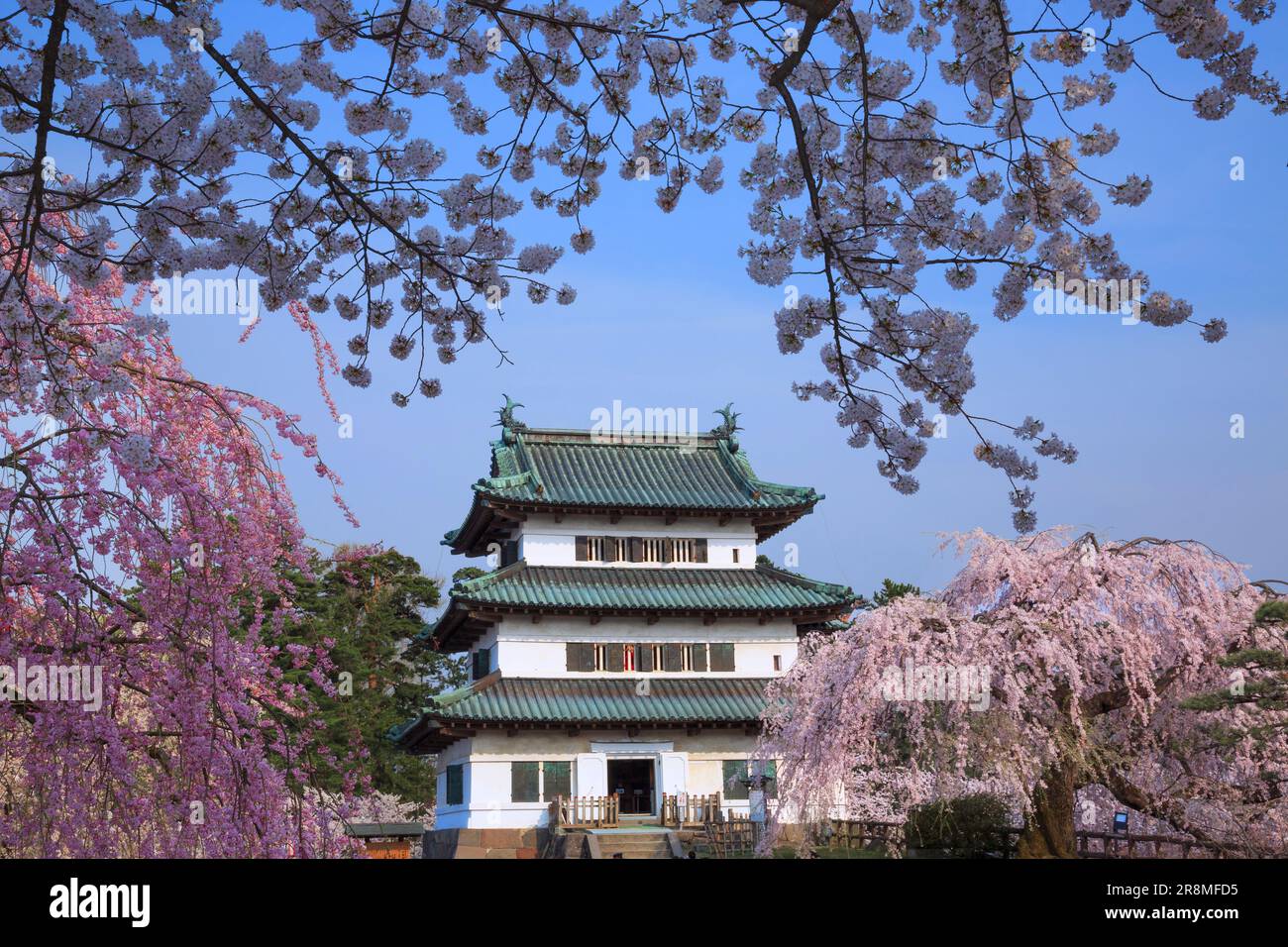 Hirosakijo castle and cherry trees Stock Photo - Alamy
