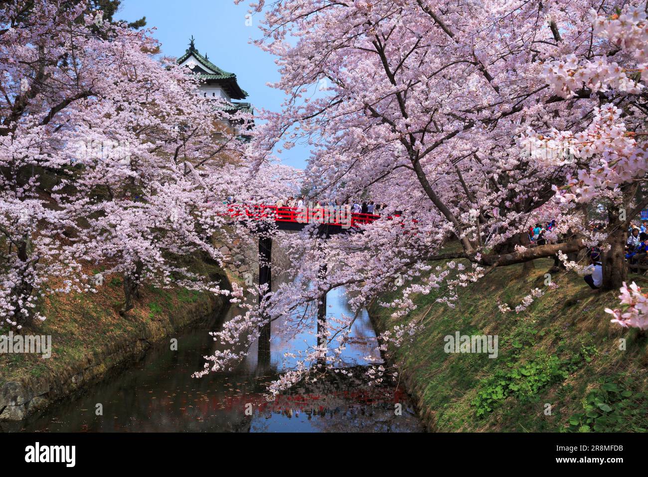 Hirosakijo castle and cherry trees Stock Photo - Alamy