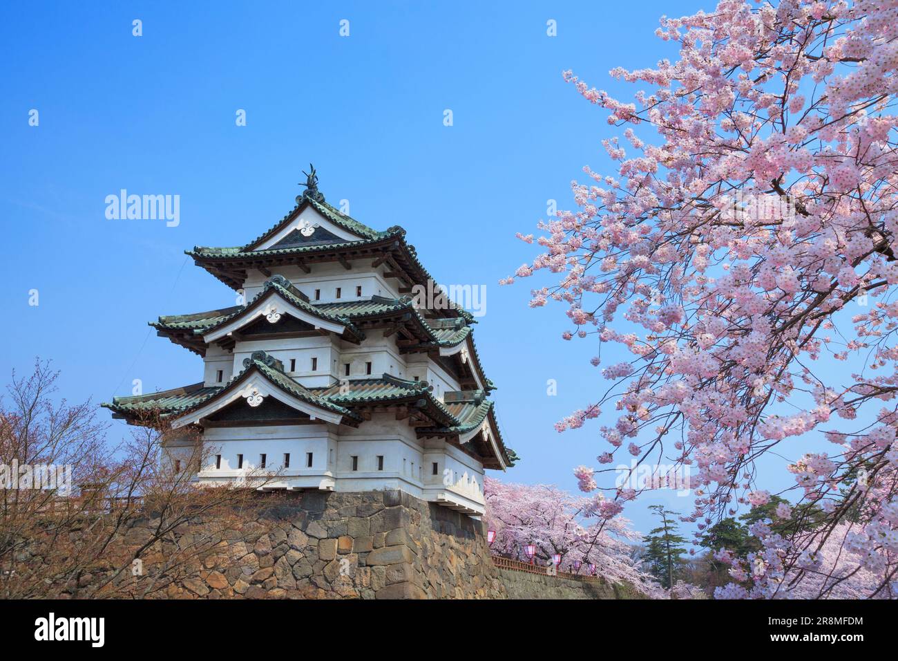 Hirosakijo castle and cherry trees Stock Photo - Alamy