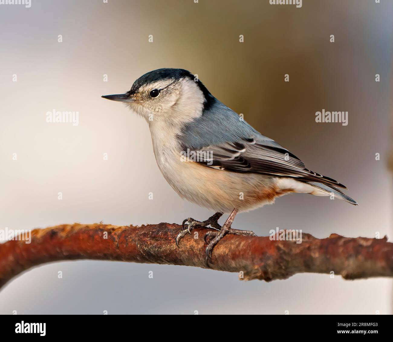 White-breasted Nuthatch side view perched on a tree branch with a blur ...
