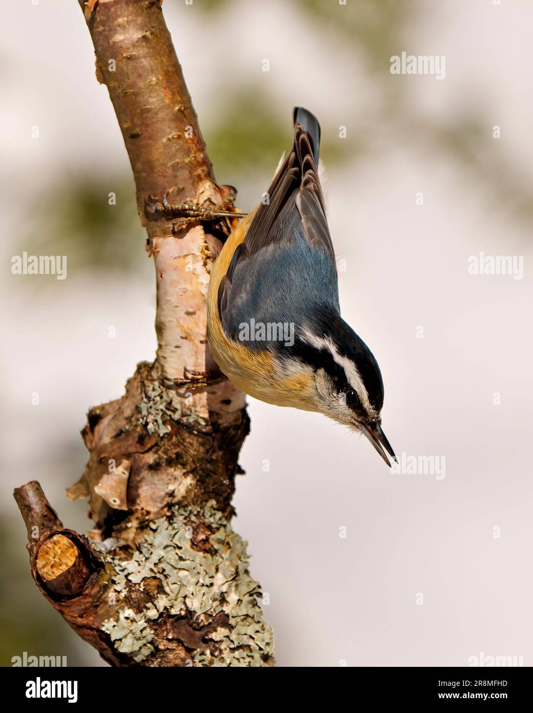 Red-breasted Nuthatch close-up profile view perched on a branch and ...
