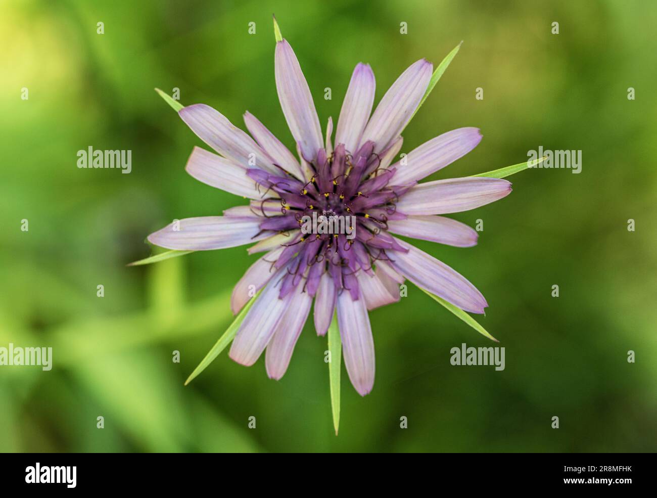 Pelargonium tomentosum hi-res stock photography and images - Alamy