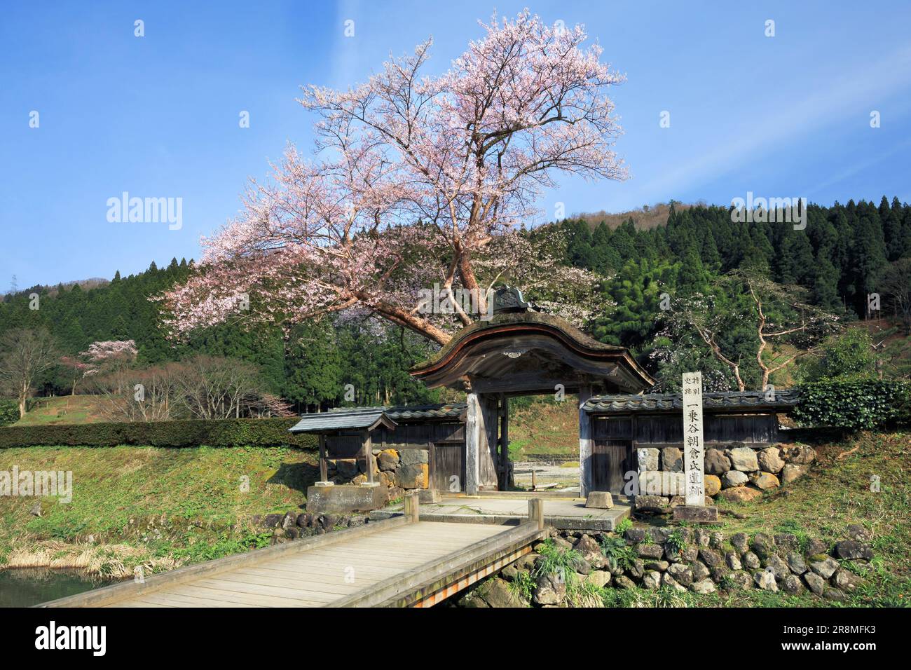 Karamon Gate and cherry blossoms at the remains of the Ichijodani ...