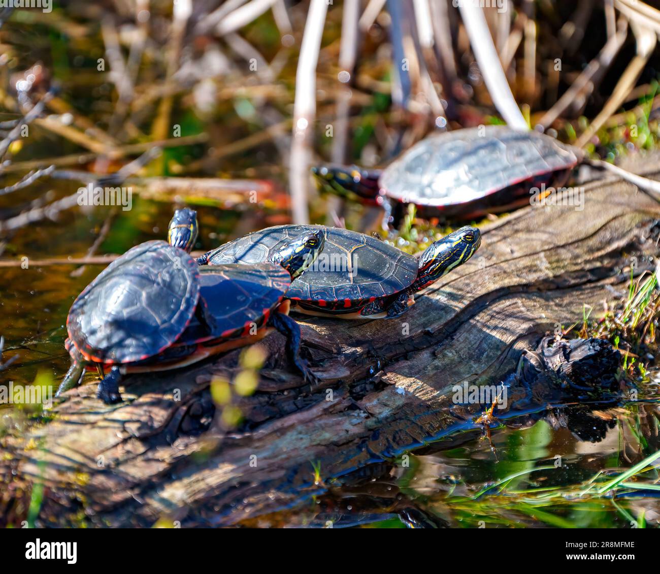 Painted turtle group resting in the pond on a log in their environment ...