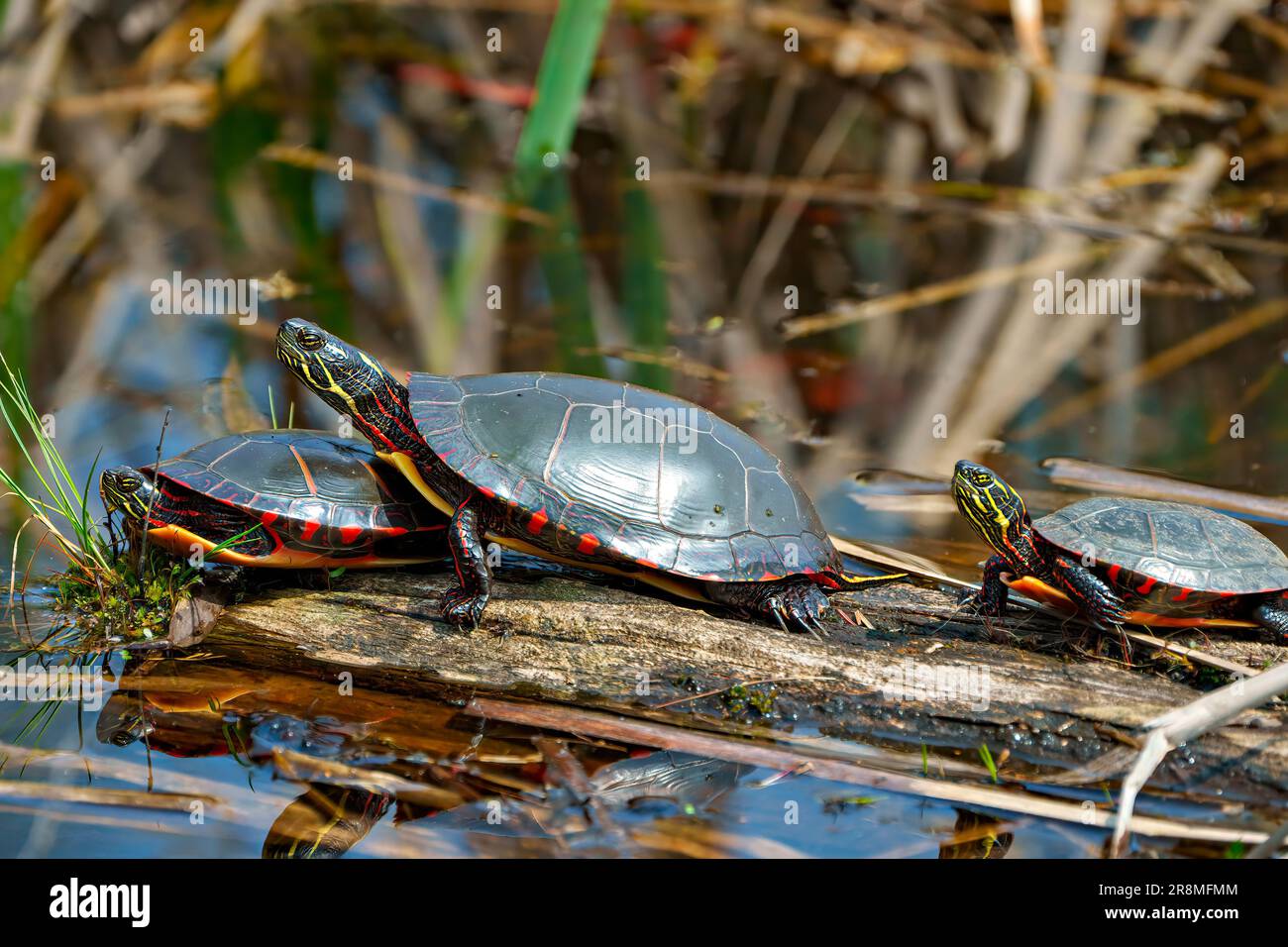 Three painted turtle close-up side view standing on a moss log with ...