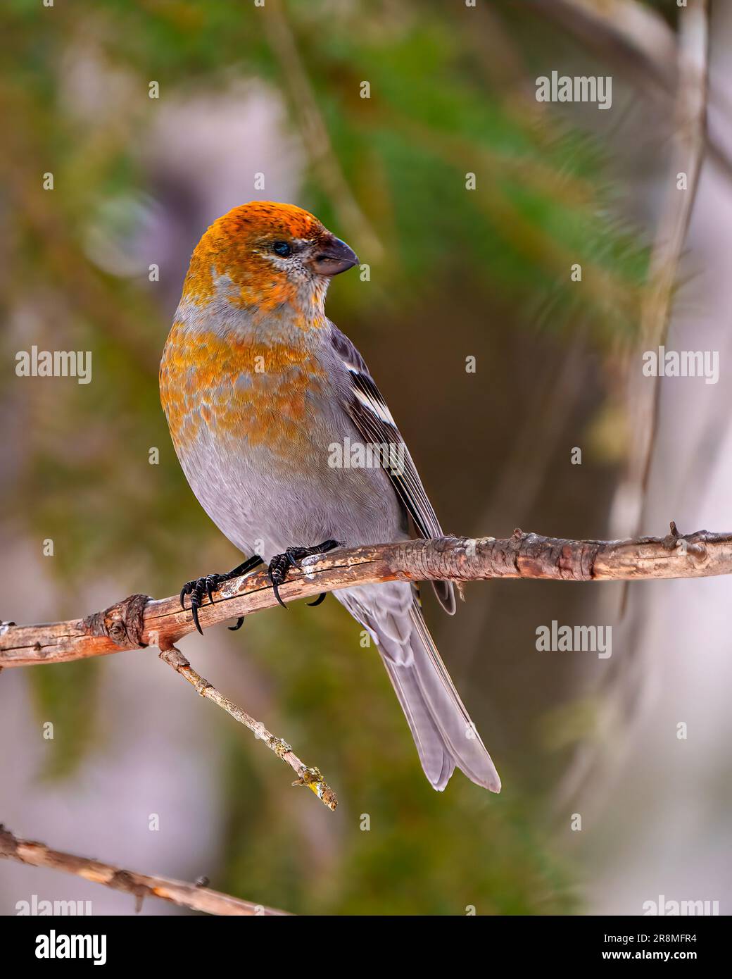 Beautiful female pine grosbeak hi-res stock photography and images - Alamy