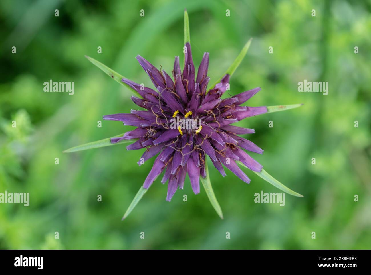Pelargonium tomentosum hi-res stock photography and images - Alamy