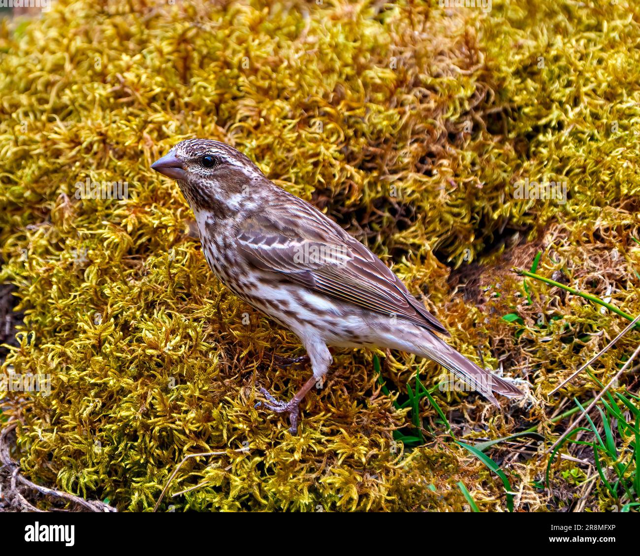 Finch female close-up side view, standing on moss in its environment ...