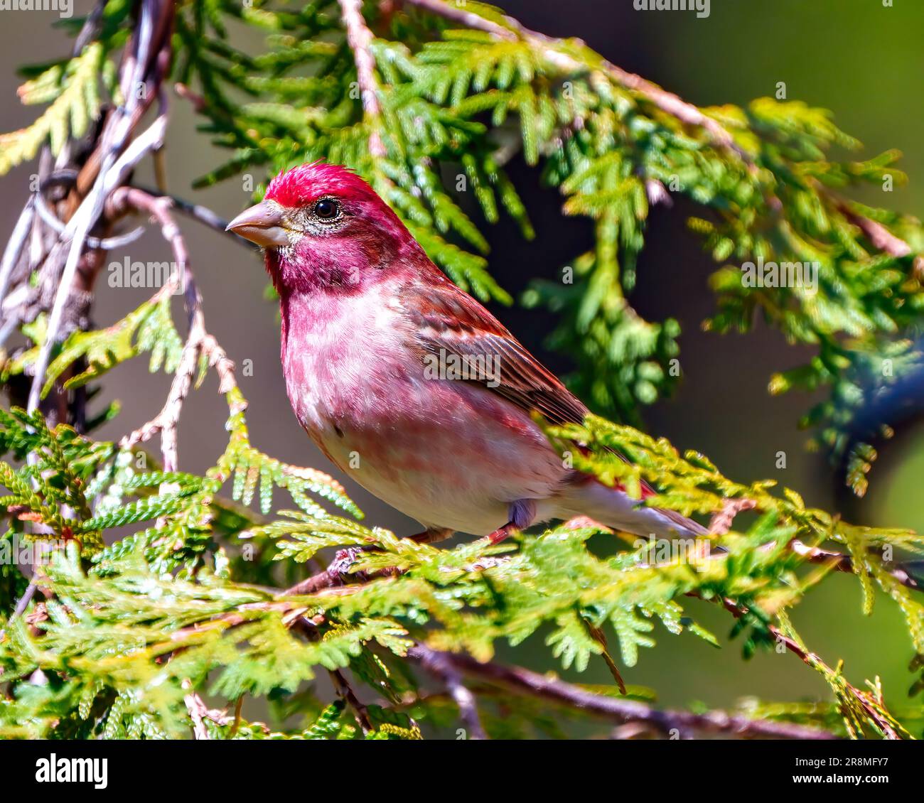 Purple Finch male close-up side view perched on cedar branch tree in ...