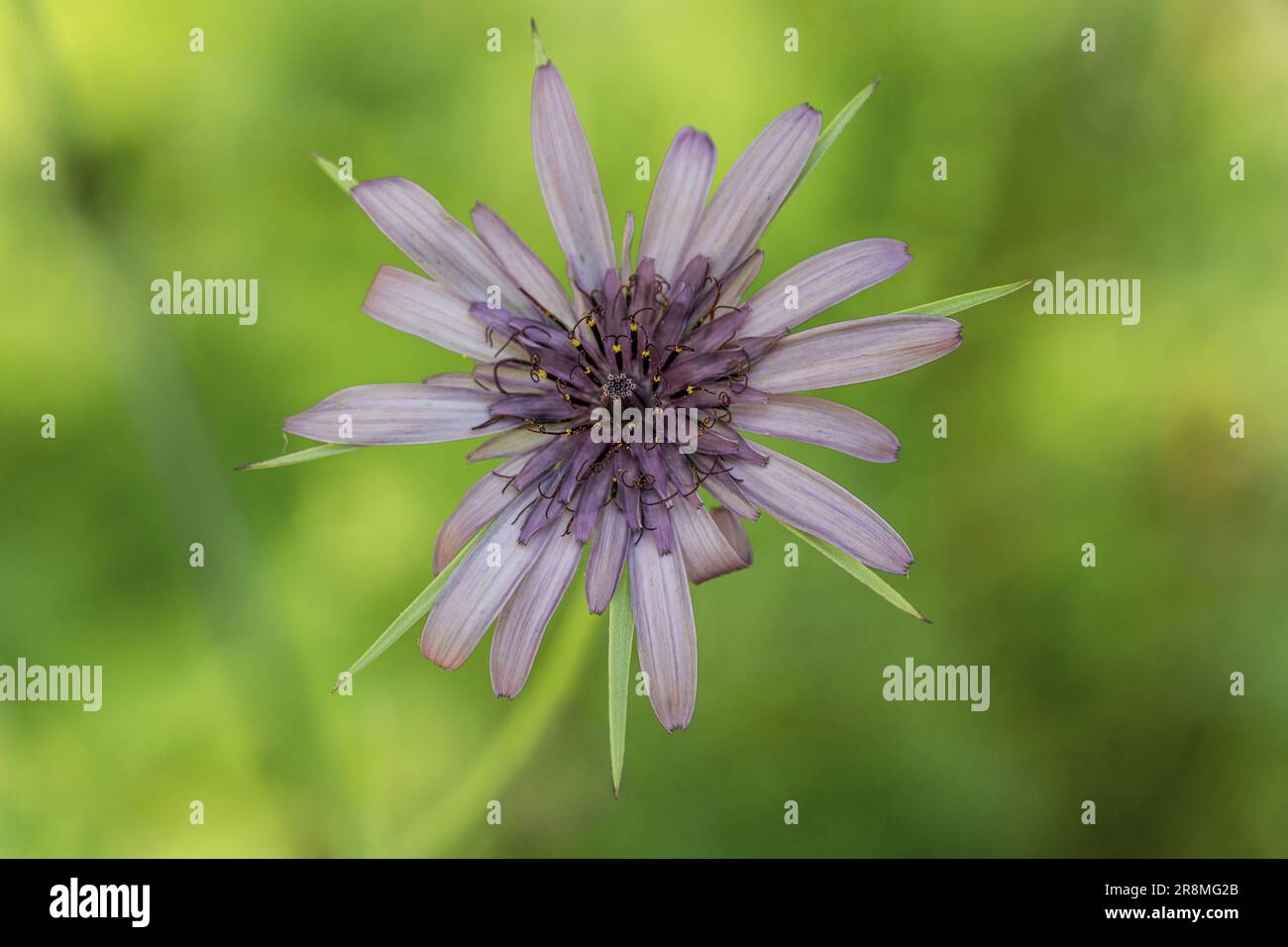 Pelargonium tomentosum hi-res stock photography and images - Alamy