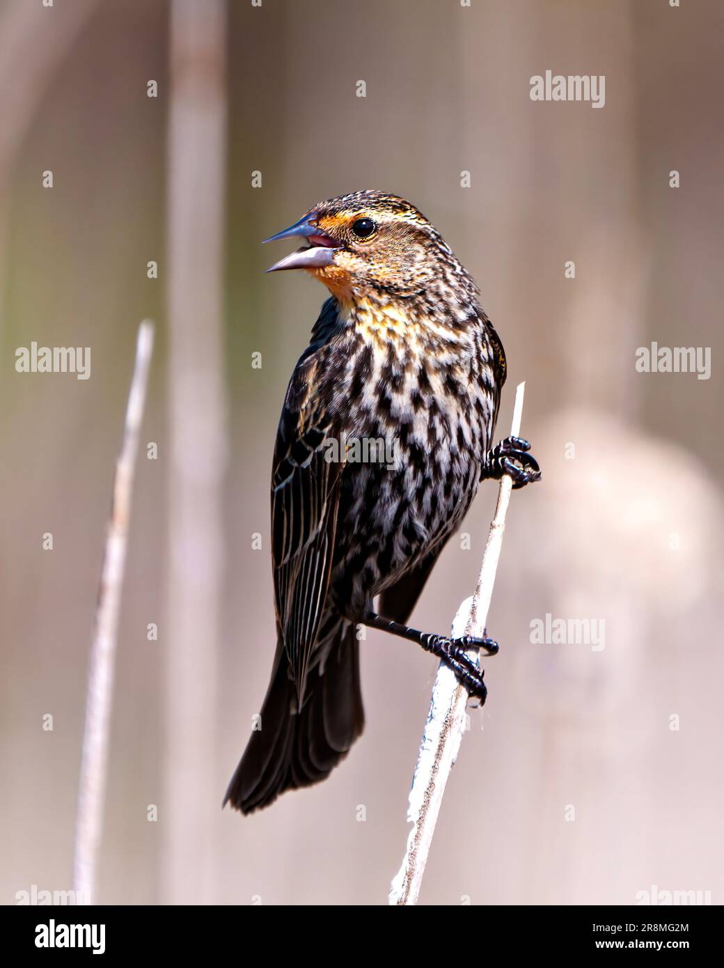 Red-Winged Blackbird female close-up side view, perched on a twig with ...