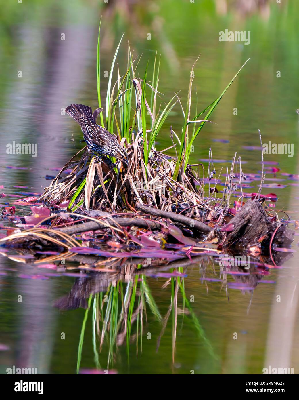 Red-Winged Blackbird close-up side view on a tree stump in the marsh ...