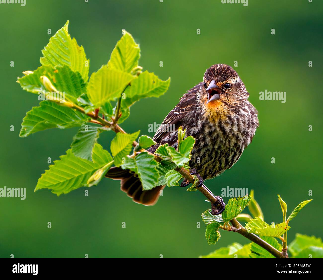 Red-Winged Blackbird juvenile close-up front view with open beak and ...