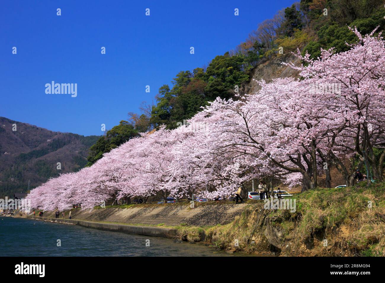 Row cherry trees in hi-res stock photography and images - Alamy