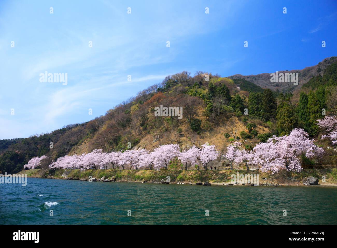 Row cherry trees in hi-res stock photography and images - Alamy