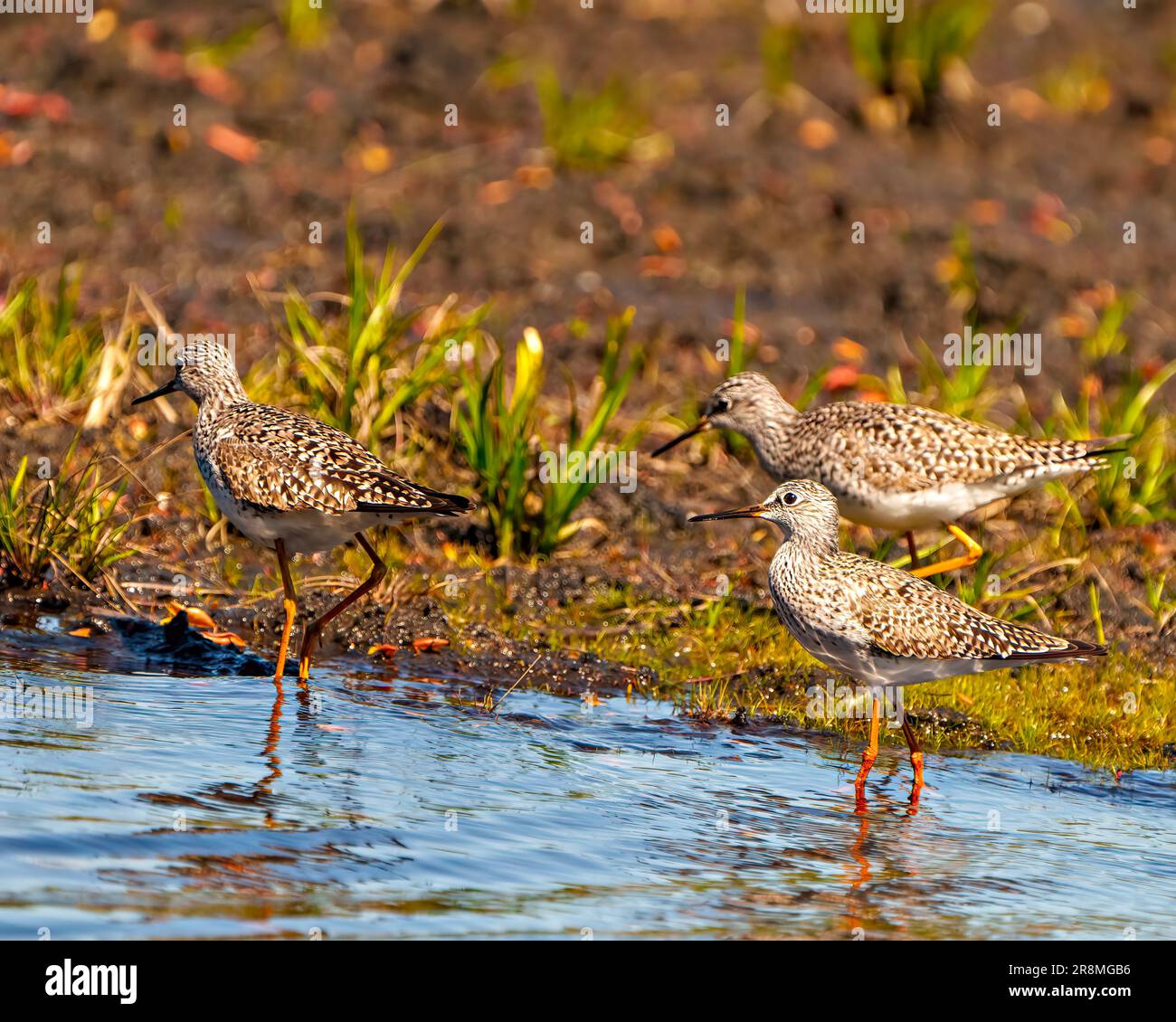 Common Sandpiper birds close-up side view foraging for food in a marsh ...
