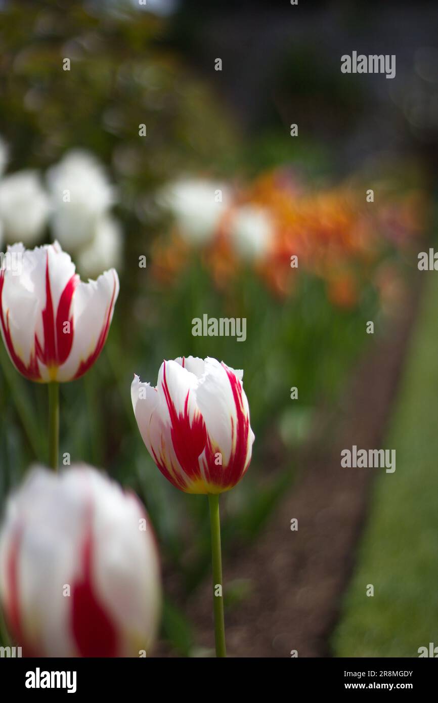 Row of tulips hi-res stock photography and images - Alamy