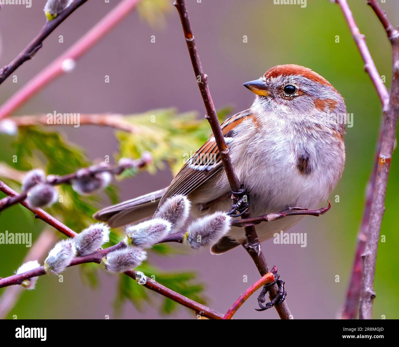 American Tree Sparrow close-up front view perched on a tree bud branch ...