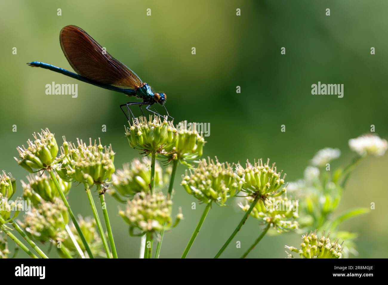 Female green metalic body hi-res stock photography and images - Alamy