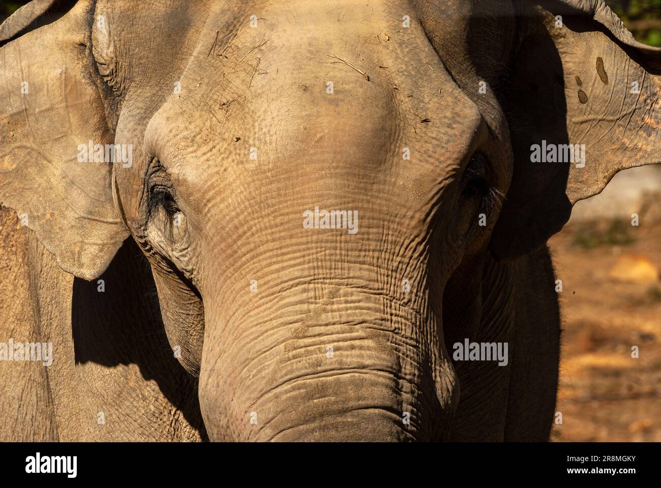 Close up portrait of an elephant. The face of a noble animal Stock ...