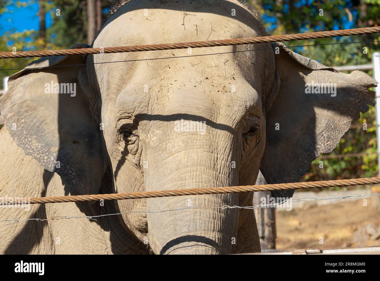 Close up ortrait of an elephant in zoo. The face of a noble animal ...
