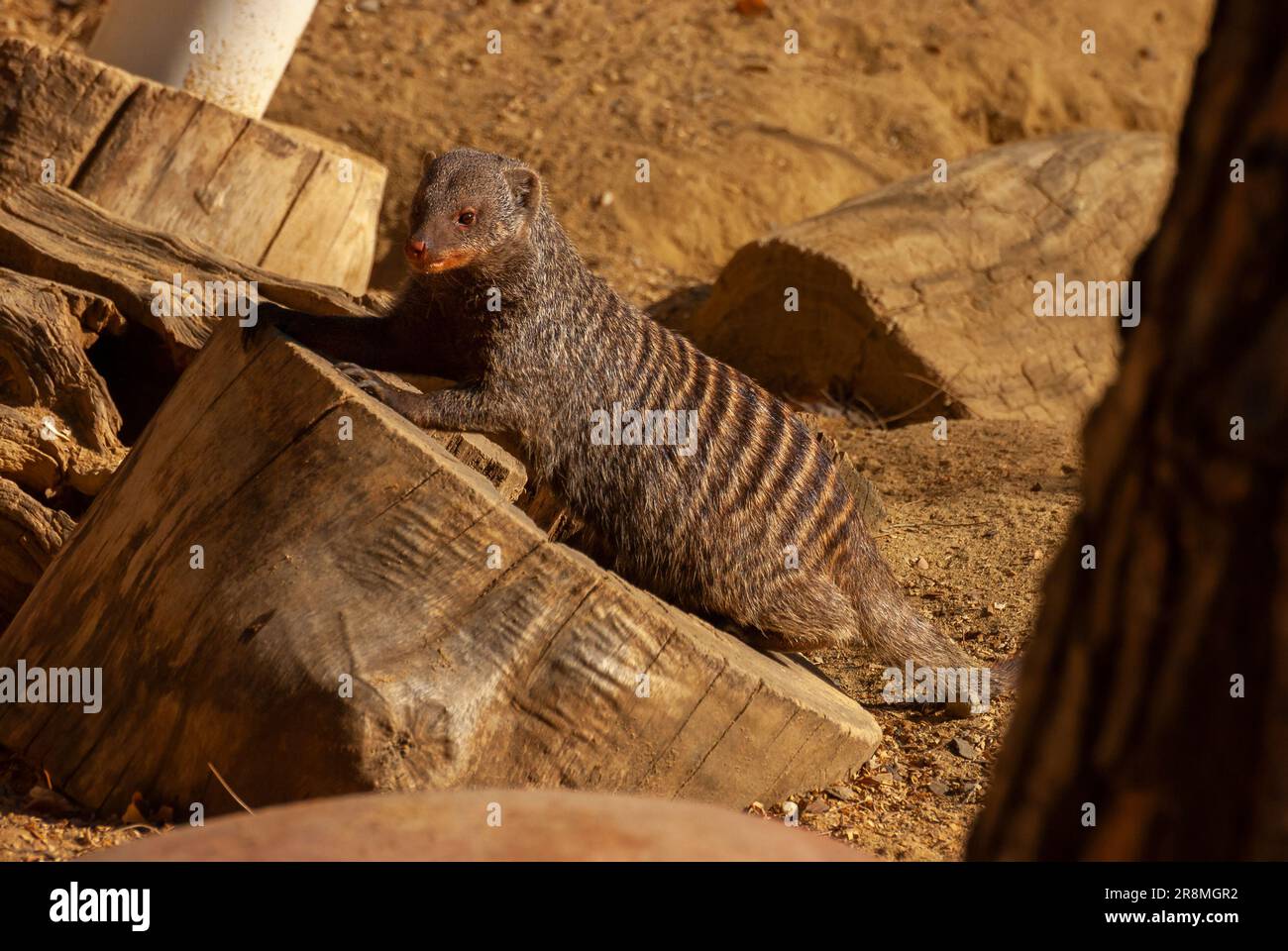 Common dwarf mongoose, Helogale Parvula, small animals life Stock Photo ...