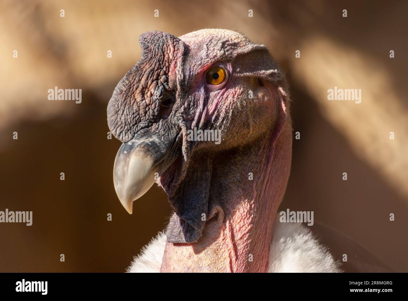 Male andean condor portrait, Vultur gryphus, evening light Stock Photo ...