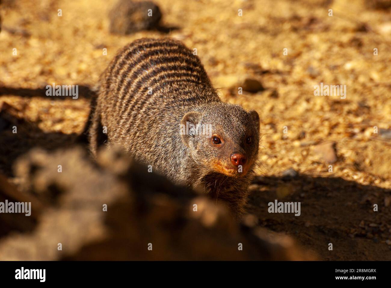 Pygmy mongoose hi-res stock photography and images - Alamy