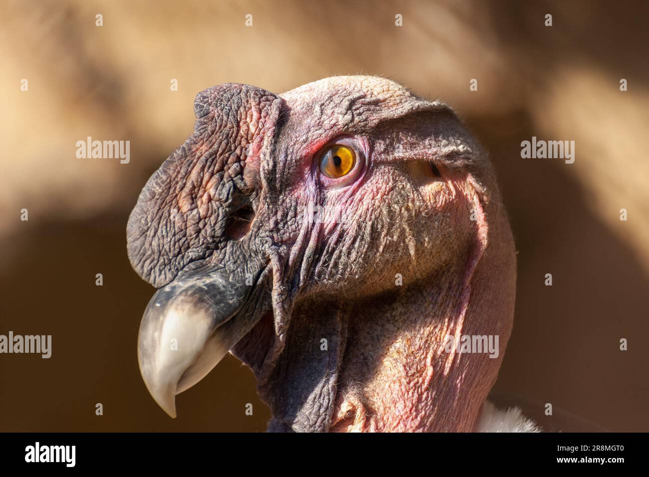Male andean condor portrait, Vultur gryphus, evening light Stock Photo ...