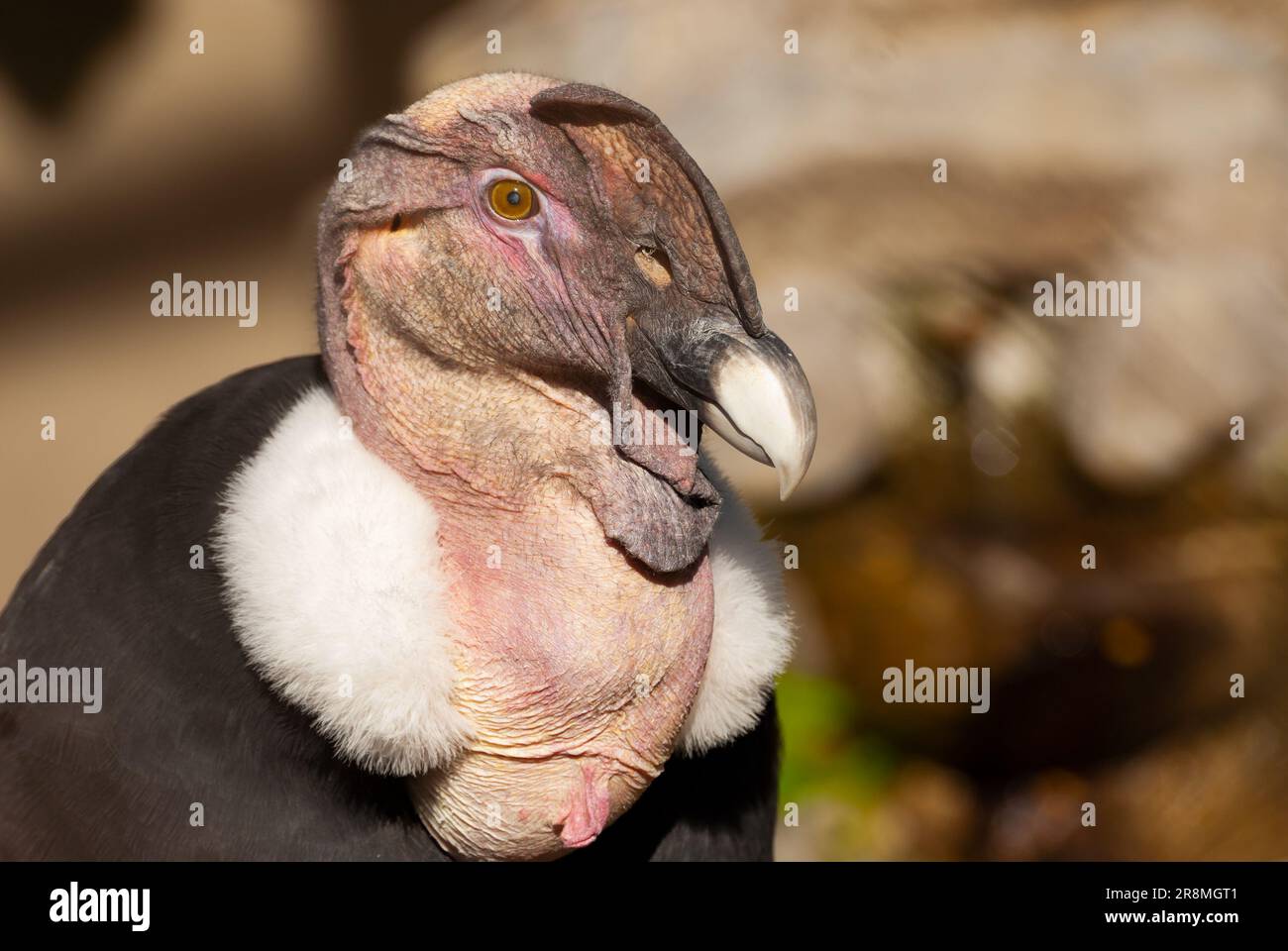 Male andean condor portrait, Vultur gryphus, evening light Stock Photo ...