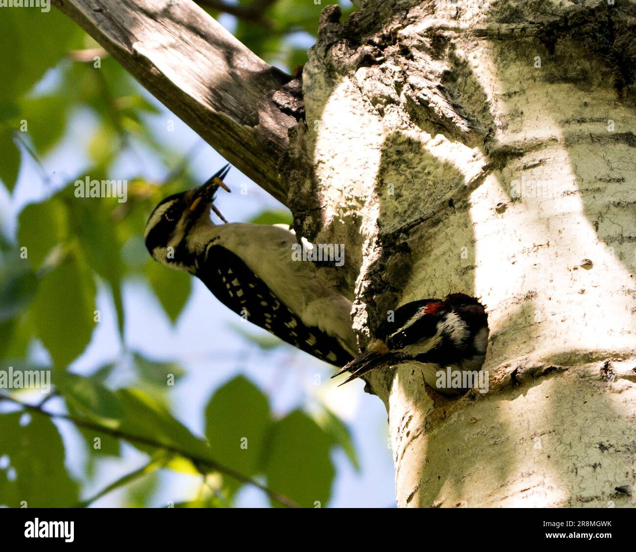 Woodpecker couple by their nest hole, one inside, one perched with food ...