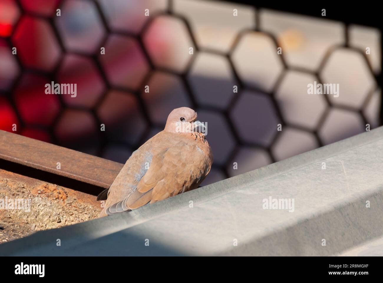 A beautiful dove sits on the roof of the house on an autumn evening ...