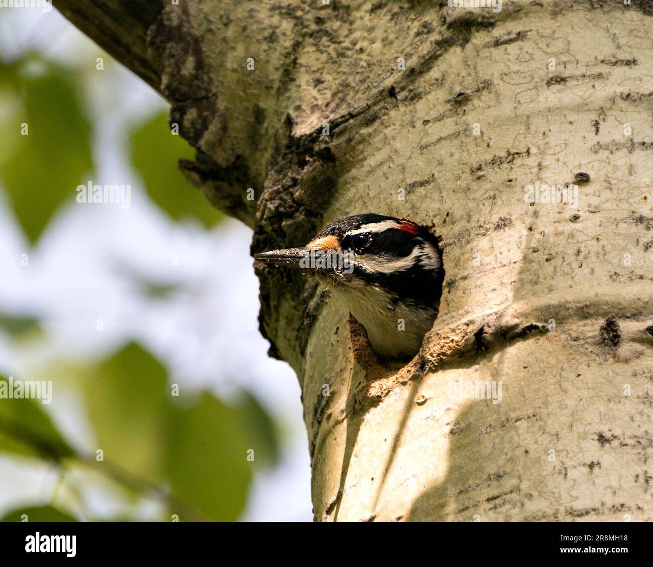 Woodpecker head out of its nest hole home in its environment and ...