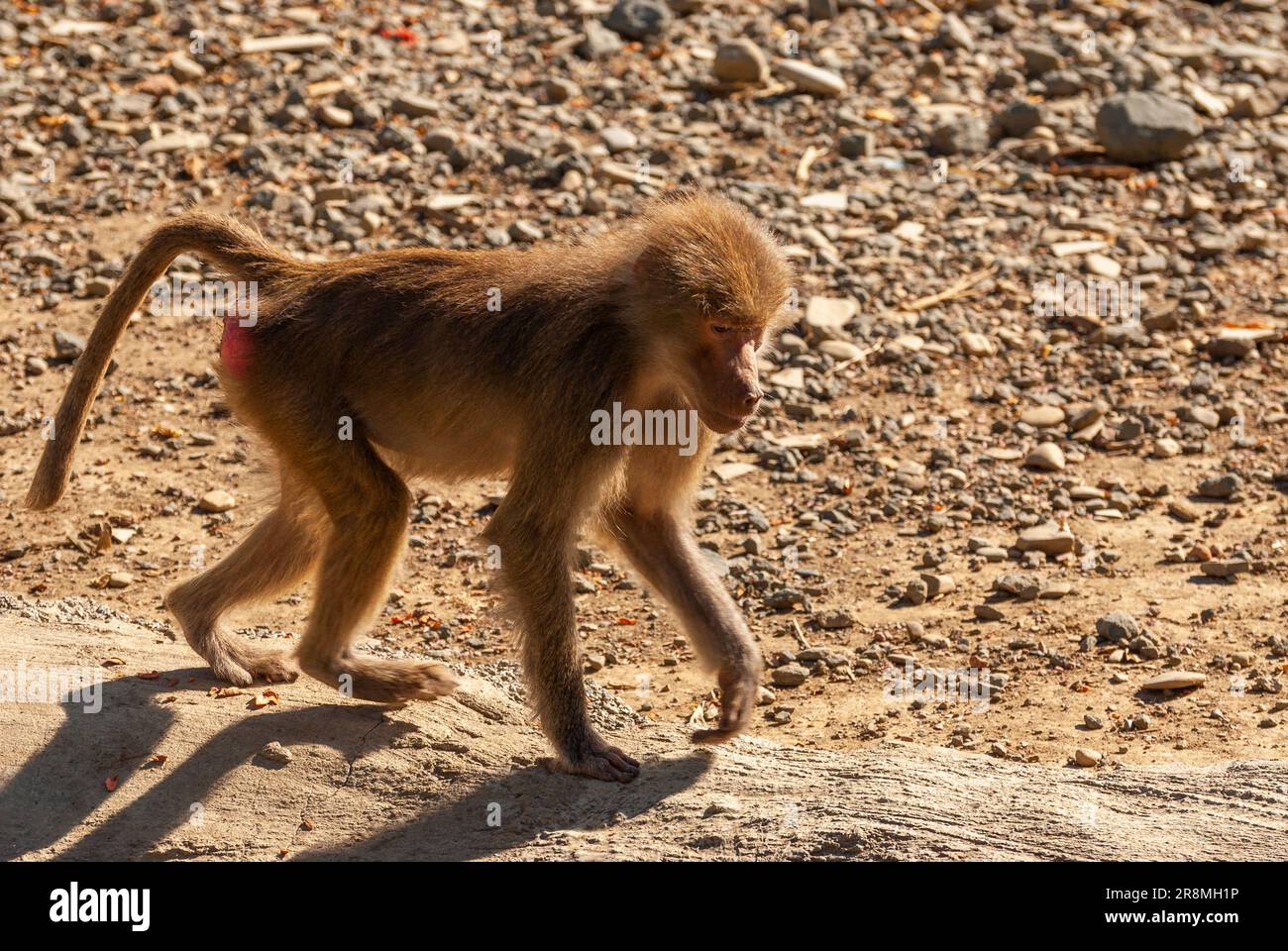 Male hamadryas baboon is walking on the ground Stock Photo - Alamy