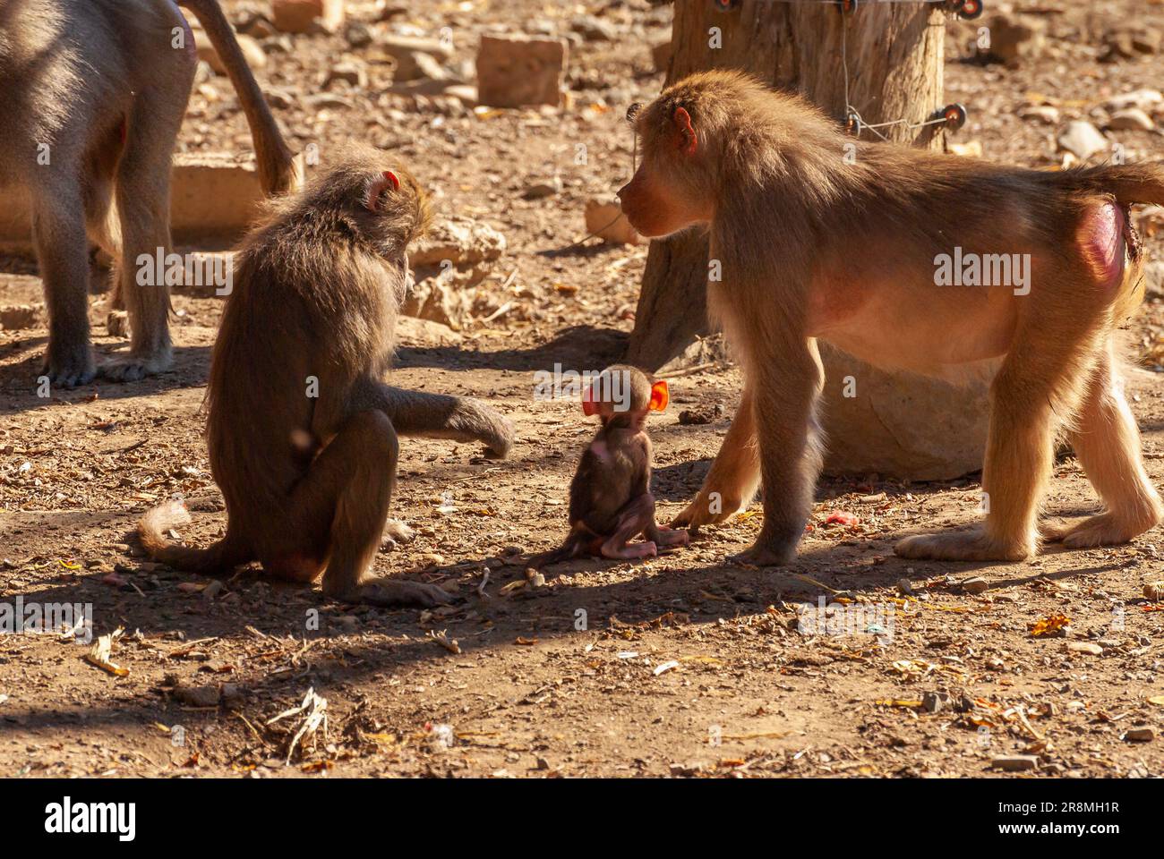 The hamadryas baboon, Papio hamadryas. funny monkeys Stock Photo - Alamy
