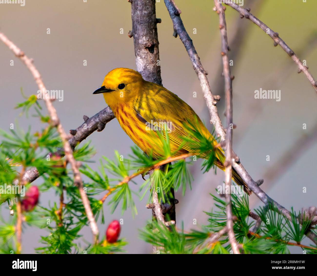 Tamarack hi-res stock photography and images - Alamy