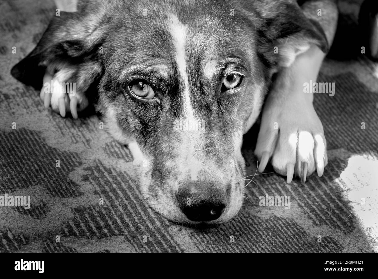 A lovely dog is lying down and looking at the camera Stock Photo - Alamy